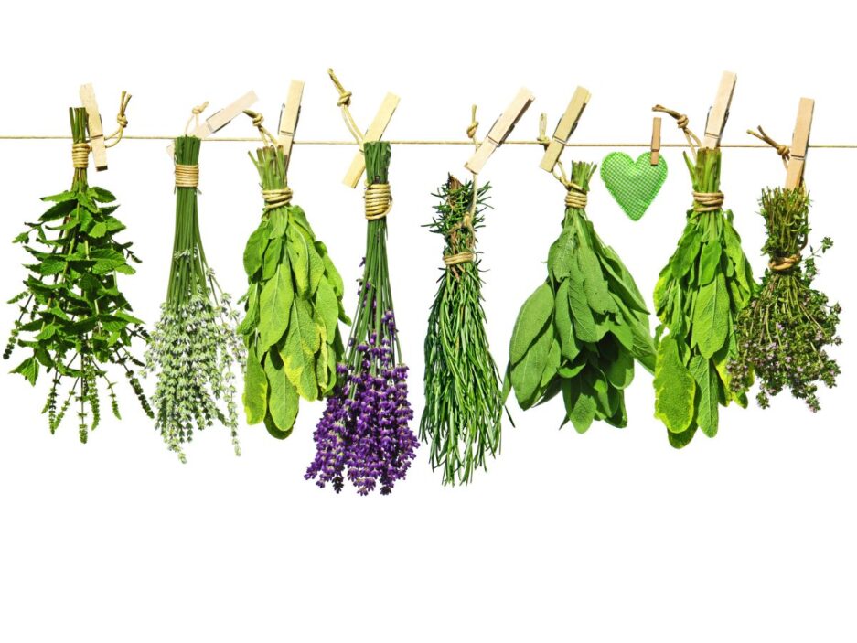 9 Best Aromatic Perfumes: Spicy & Pungent-Fresh | Everfumed | The Art ...